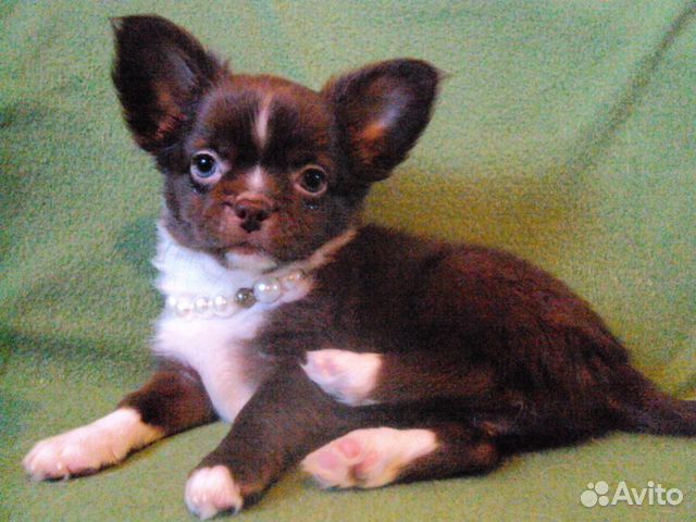 Очаровашка чихуашка