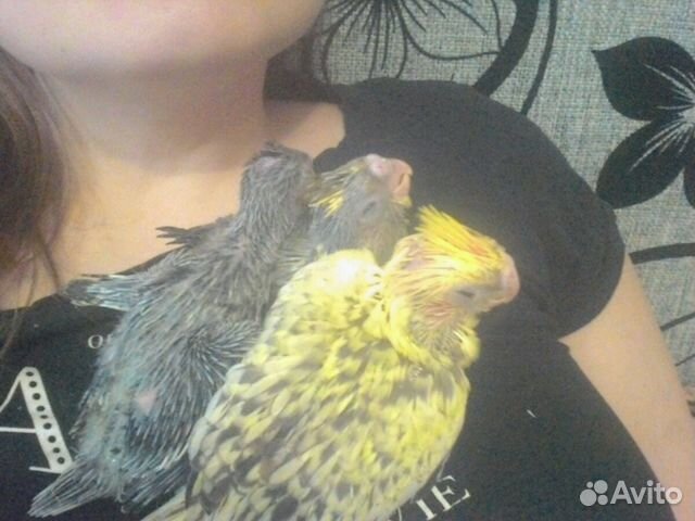 Птенцы попугая корелла