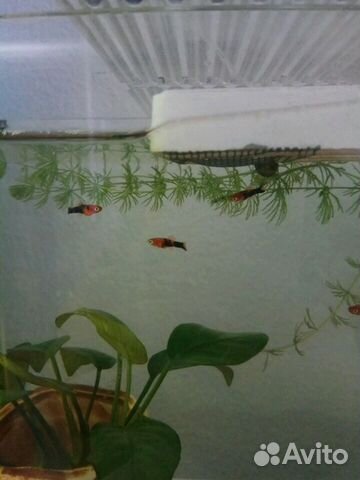 Мальки меченосца