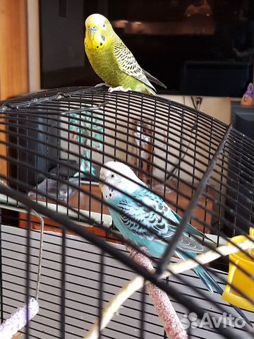 Пара волнистиков с приданым