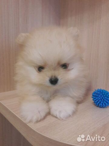 Предлагается к продаже щенки миниатюрные немецкого