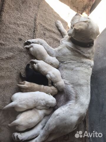 Продаются щенки лабрадора