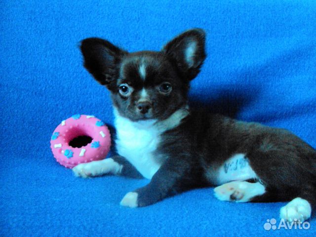 Милашка чихуашка