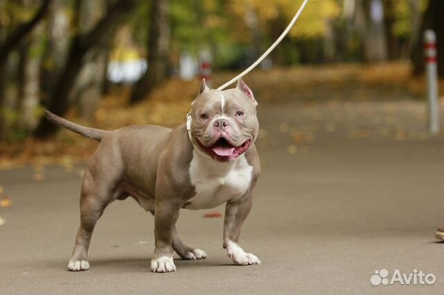 Американский Булли. Шоколадный Красавец