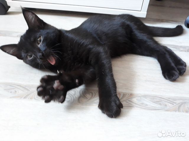 Прекрасный черный котик
