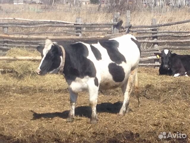 Стельная телка