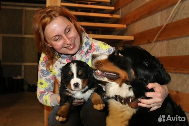 Щенки зенненхунда ждут своих новых хозяев