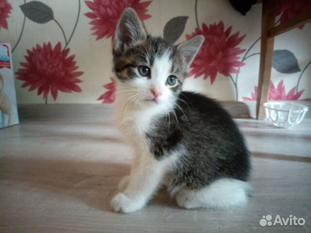 Котёнок 1,5 мес