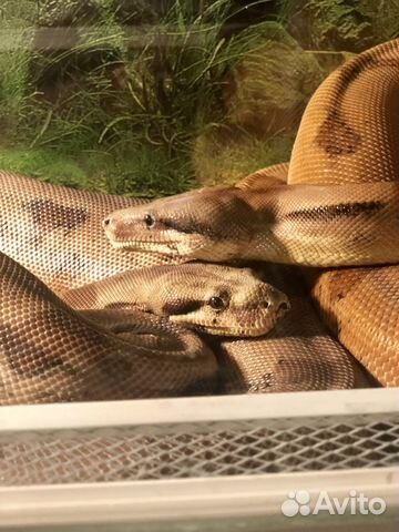 Императорский удав