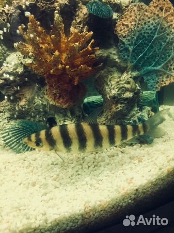 Лепорин Аффинис