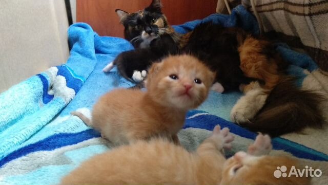Котята