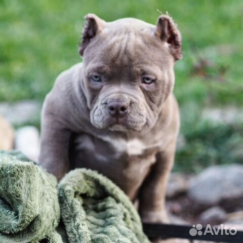 Американский булли - Лиловая широкая