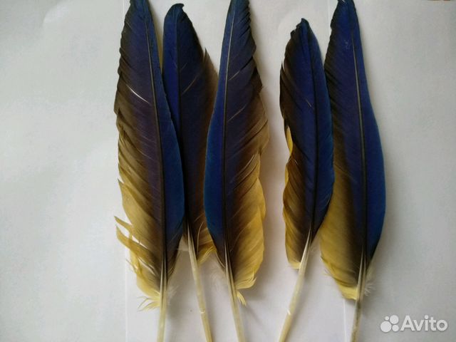 Перья попугая