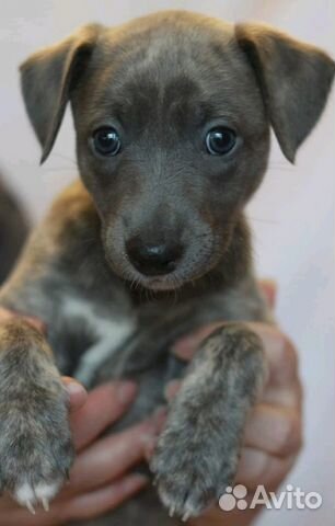 Щенки Уиппет от родителей чемпионов