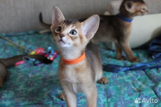 Абиссинские котята из питомника