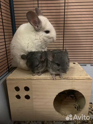 Продается шиншилла серого окраса