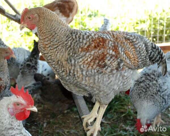 Молодые петушки породы Билефельдер