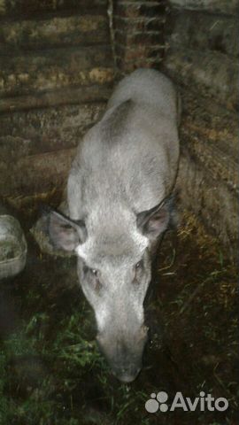 Кабан дикий (Хряк)