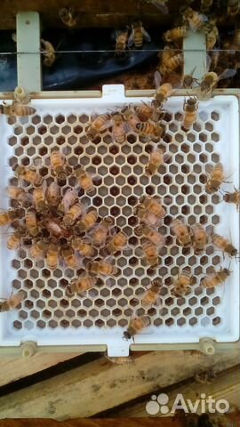 Продам пчеломаток итальянской породы (кордован)