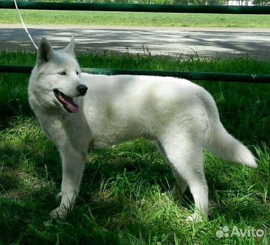 Белоснежный хаски