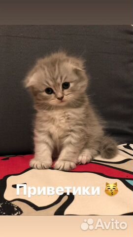 Британские котята