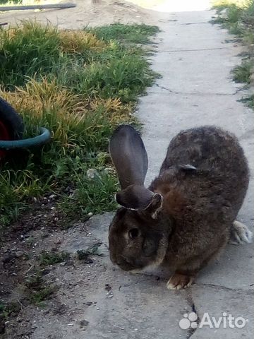 Кроль бельгийский великан