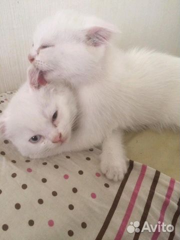 Британские вислоухие