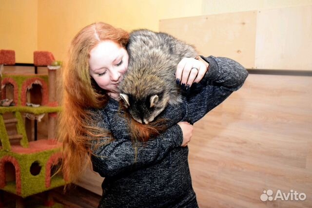 Ручной енотик