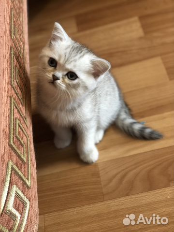 Продаются котята