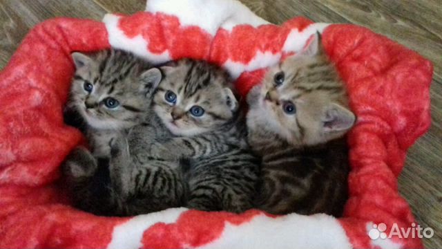 Чистокровные Шотландцы с документами