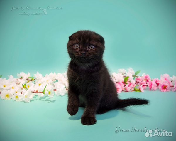 Чёрная шотландская девочка