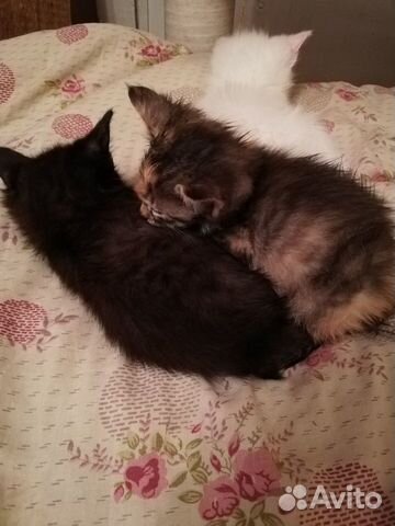Сибирские котята 3 мес
