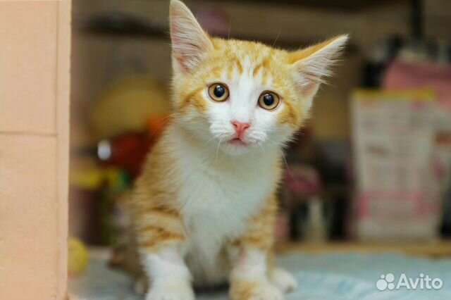 Рыжее солнышко Алина в дар