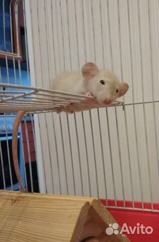 Сиамские крысята дамбо