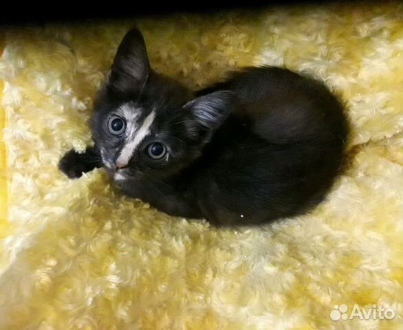 Котенок Норка