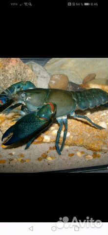 Рак Австралийский