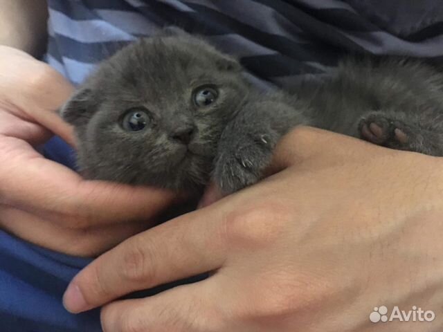 Шотландский вислоухий пуховичок