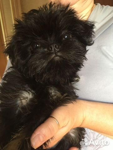 Щенок гриффон