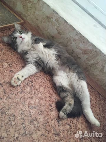 Роскошная Эшли в поисках семьи