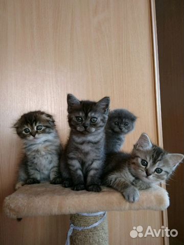 Котята Британцы