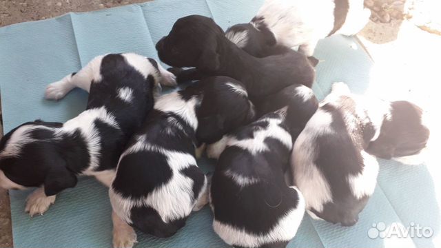 Малыши спаниельки