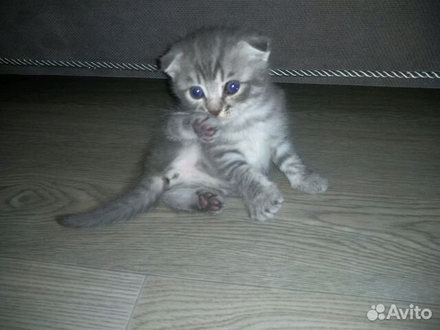 Шотландские вислоухие котята
