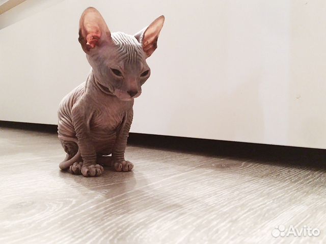Милейшие котята донского сфинкса