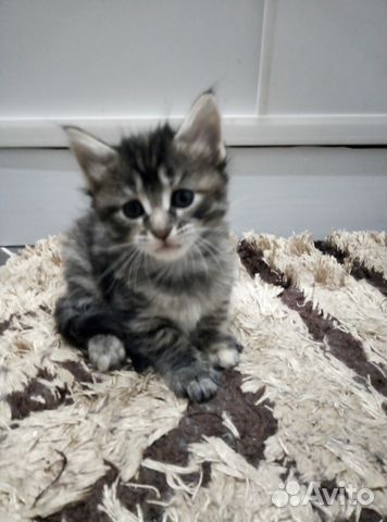 Котята-куняшки