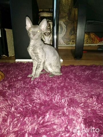 Котята Корнишата