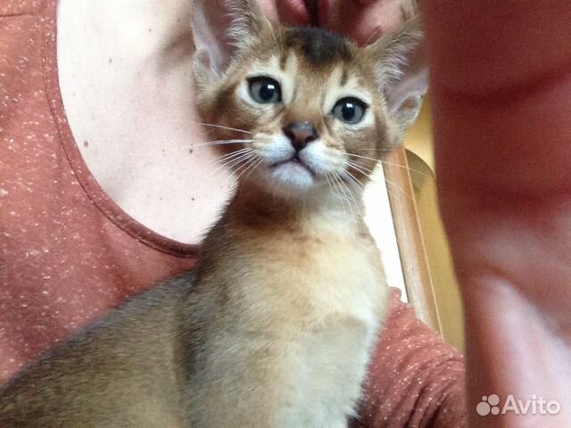 Продажа Абиссинской кошечки