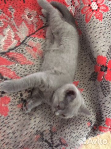 Британская кошка