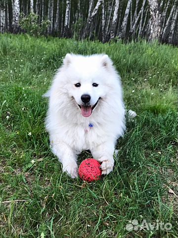 Самоед вязка