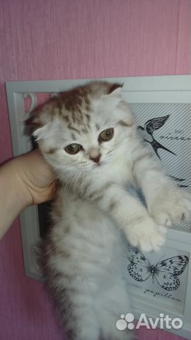 Шотландская вислоухая девочка, котёнок