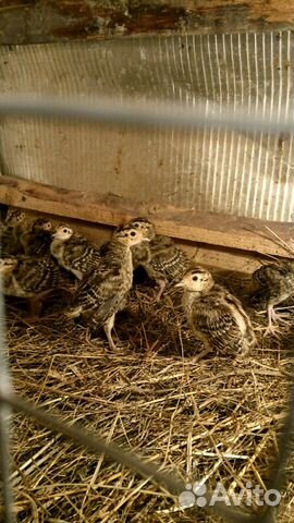 Охотничий фазан